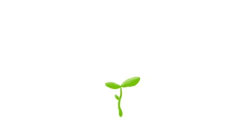 Growing Green Sapling Time Lapse 2D Vide... | Stock Video | Pond5