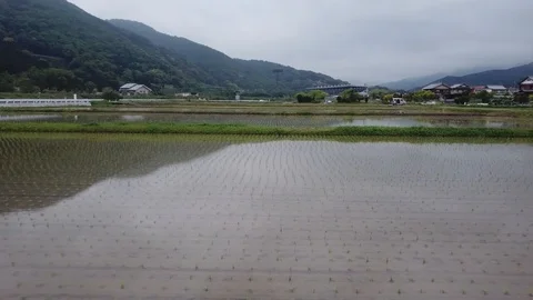 Growing Japanese Rice Paddies Dolly | Stock Video | Pond5