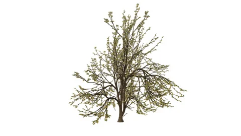 Oak Tree Animated Stock Video Footage | Royalty Free Oak Tree Animated ...