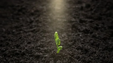 Growing Pea Plant in Time Lapse. Sprout ... | Stock Video | Pond5