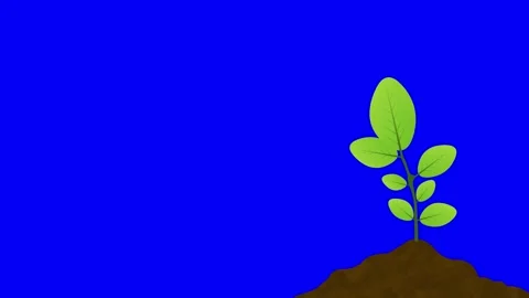Growing Plant Animation Stock Video Footage | Royalty Free Growing ...