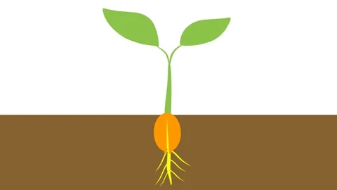 Seed Growing Tree Animation Stock Videos – Royalty-Free HD & 4K Videos ...