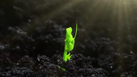 Growing plant in time lapse, Sprouts Ger... | Stock Video | Pond5