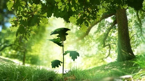 Seed Growing Tree Animation Stock Videos – Royalty-Free HD & 4K Videos ...