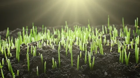 Growing plants in time lapse, Sprouts Ge... | Stock Video | Pond5