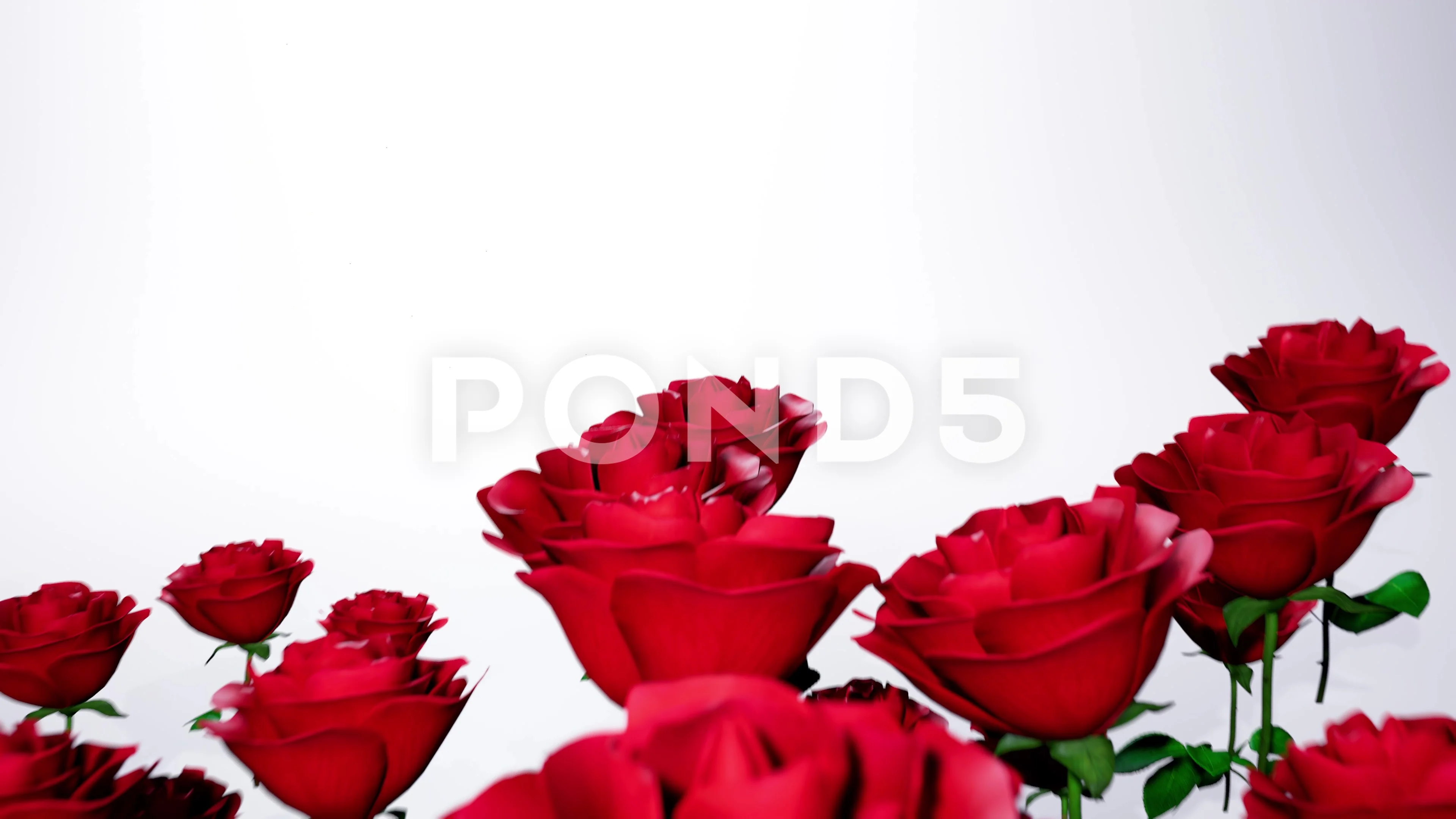 Images Of Animated White Roses