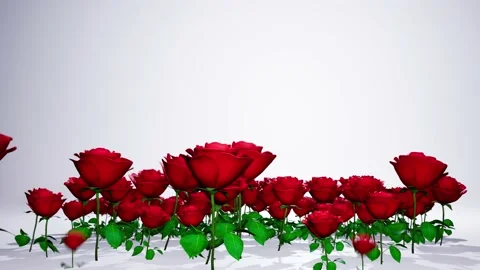 growing roses animation white background... | Stock Video | Pond5