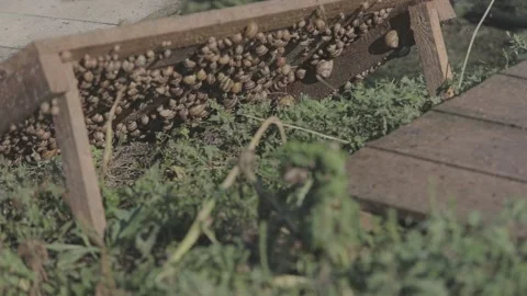 Growing snails. ranks on a snail farm. G... | Stock Video | Pond5