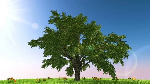 Growing up tree animated backdrop with w... | Stock Video | Pond5
