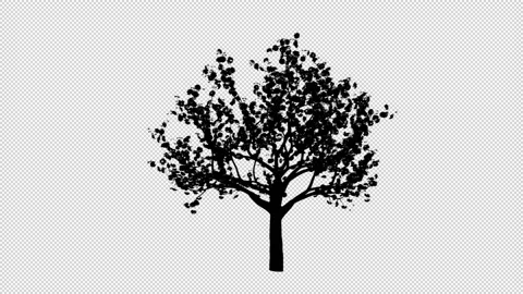 Growing Tree Silhouette | Stock Video | Pond5