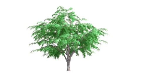 Growing tree on white background (with a... | Stock Video | Pond5