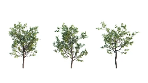 Growing trees variations on white backg... | Stock Video | Pond5