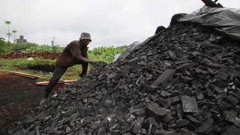 Growing use of charcoal accelerates defo... | Stock Video | Pond5