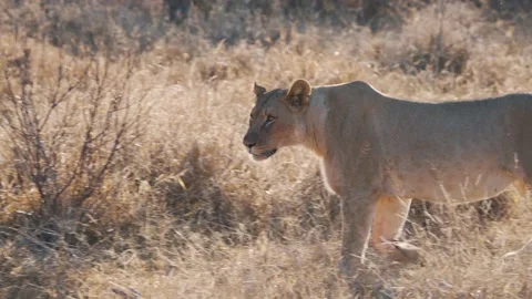 Growling predator lioness prowling dry a... | Stock Video | Pond5