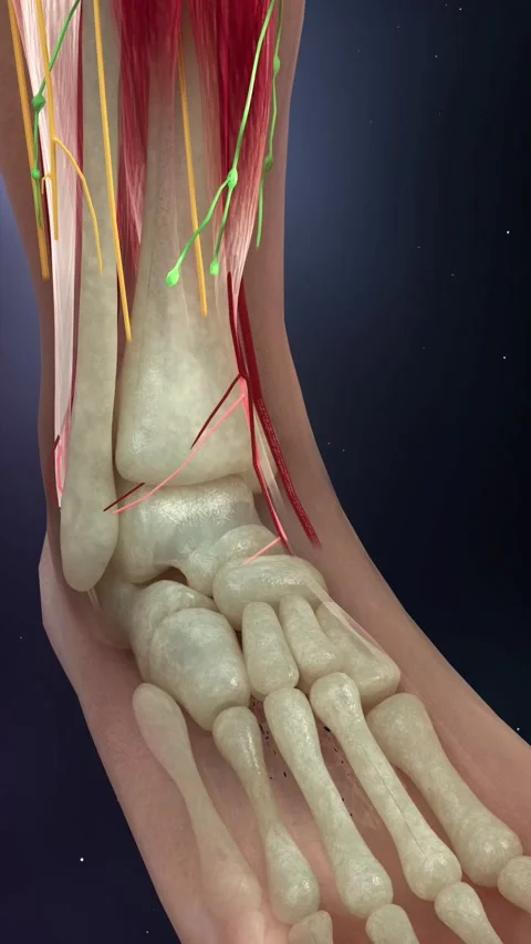 Muscle Growth Animation Stock Videos – Royalty-Free HD & 4K Videos