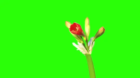 Clipia Stock Videos – Royalty-Free HD & 4K Videos