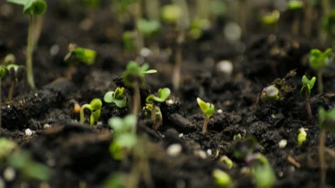 Video On Growth Stock Videos – Royalty-Free HD & 4K Videos