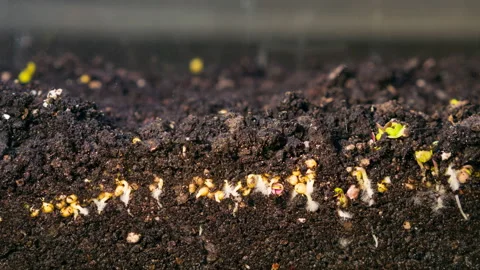 Video On Growth Stock Videos – Royalty-Free HD & 4K Videos