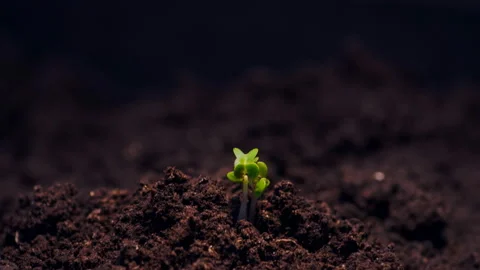 Video On Growth Stock Videos – Royalty-Free HD & 4K Videos