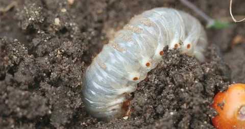 Doodlebug Grub Stock Video Footage | Royalty Free Doodlebug Grub Videos ...