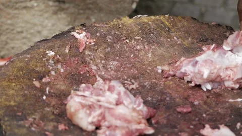 Animal Scenes Stock Videos – Royalty-Free HD & 4K Videos