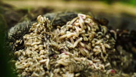 Grumble of white maggots wriggling aroun... | Stock Video | Pond5