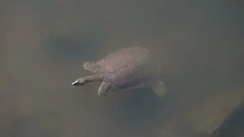 A Guadalupe Spiny Softshell turtle swimm... | Stock Video | Pond5