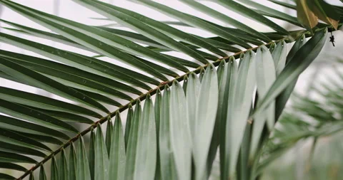 Camera In Maya Stock Videos – Royalty-Free HD & 4K Videos | Pond5