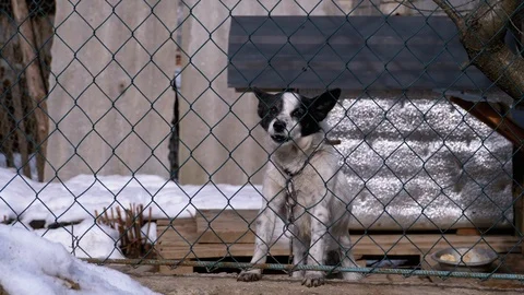 Guard Dog on a Chain Behind the Fence on... | Stock Video | Pond5