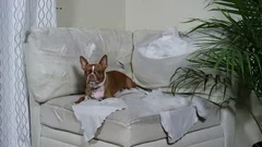 Torn Dog On Couch