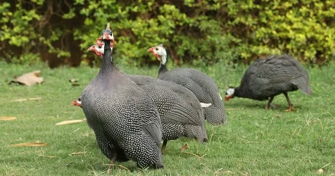 Guinea Fowl Walking on a Grass | Stock Video | Pond5