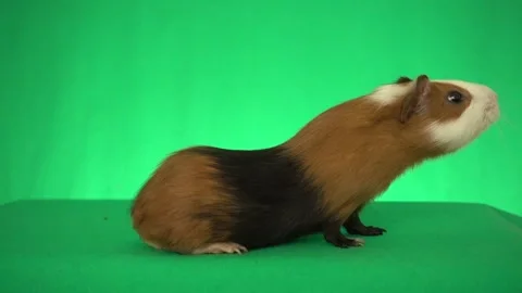 Guinea Pig Green Screen Stock Video Footage | Royalty Free Guinea Pig ...