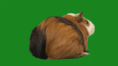 guinea pig on green screen, rear view | Stock Video | Pond5