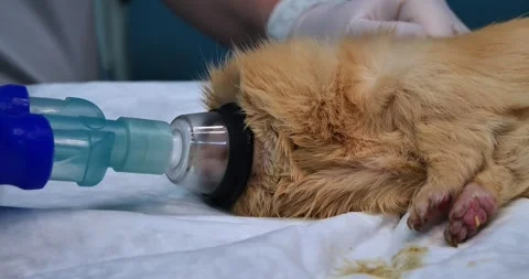 Anesthesia Mask Stock Videos – Royalty-Free HD & 4K Videos