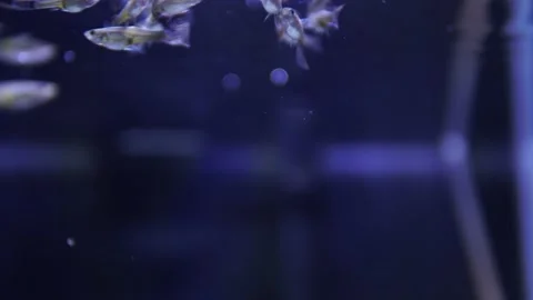 Guppy Stock Video Footage | Royalty Free Guppy Videos | Pond5