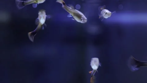 Guppy Stock Video Footage | Royalty Free Guppy Videos | Pond5