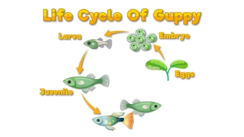 Guppy Fish Life Cycle: Educational Anima... | Stock Video | Pond5