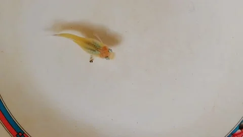 Guppy is giving birth of baby fish fry | Stock Video | Pond5