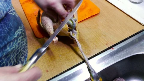 Guts of a bird sticking out of the slit ... | Stock Video | Pond5