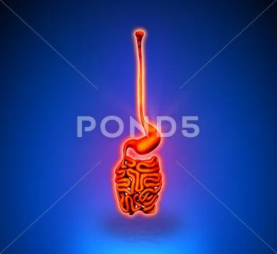 Guts - Internal organs - blue background Illustration #29622380