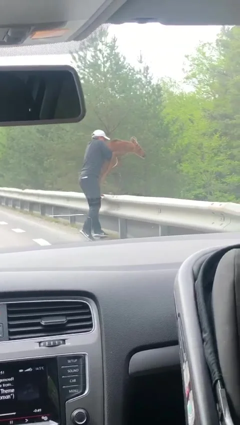 Guy Helping Animals Stock Videos – Royalty-Free HD & 4K Videos