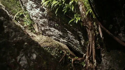 The guy leaving the cave moves forward. ... | Stock Video | Pond5
