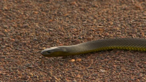 Recoiling Stock Footage ~ Royalty Free Stock Videos | Pond5