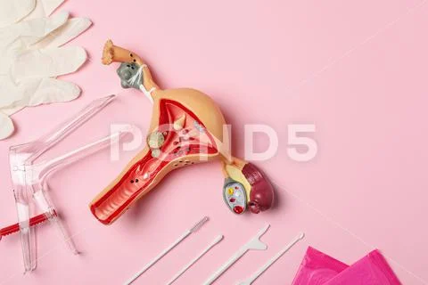 Gynecological examination kit and anatomical uterus model on pink ...