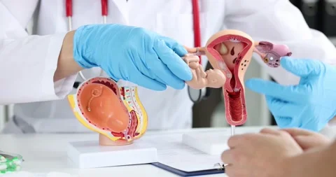 Gynecologist shows woman structure of ut... | Stock Video | Pond5