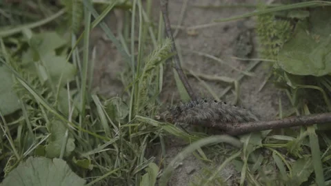 Gypsy moth caterpillar crawling in grass... | Stock Video | Pond5