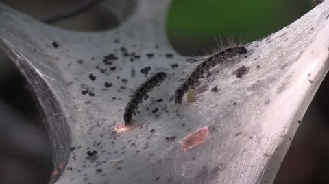 gypsy moth tent worms | Stock Video | Pond5