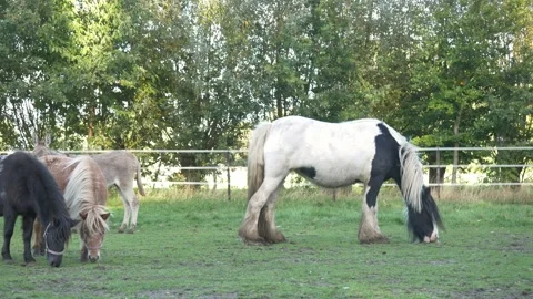 Gypsy Vanner Stock Footage ~ Royalty Free Stock Videos | Pond5