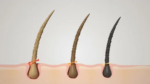 Hair Growth Animation Stock Videos – Royalty-Free HD & 4K Videos | Pond5