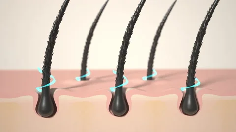 Hair Growth Animation Stock Videos – Royalty-Free HD & 4K Videos | Pond5